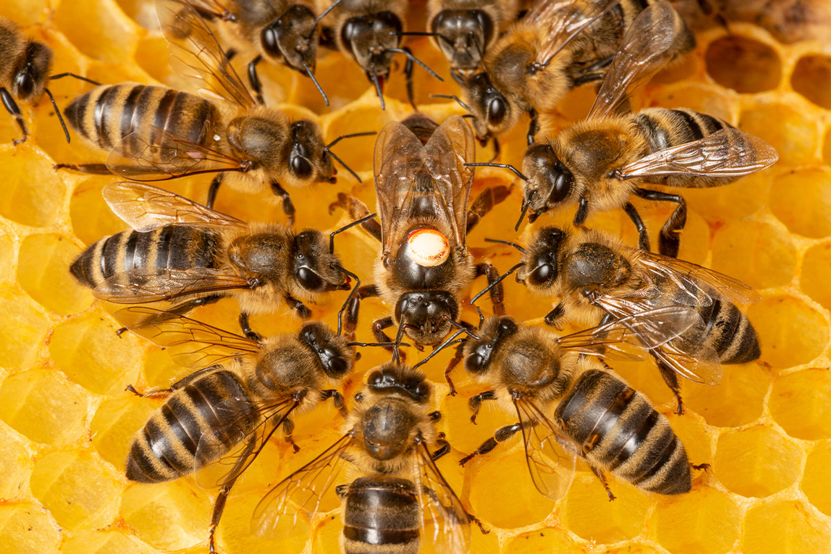 Det skal du vide om bier | illvid.dk