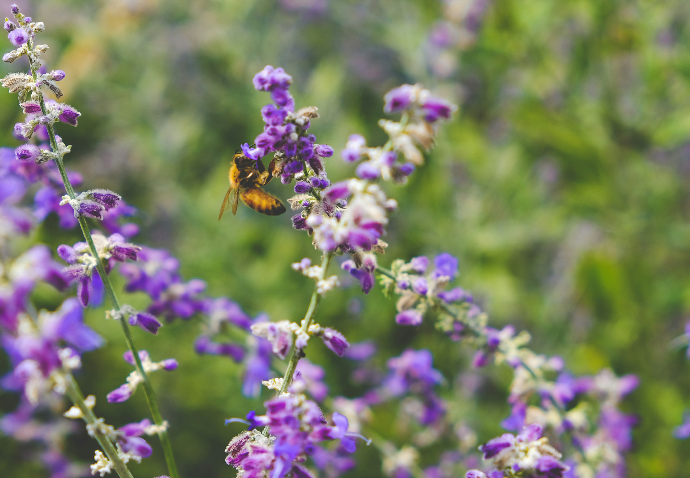 Scientists have found the optimum temperature for life on Earth ...