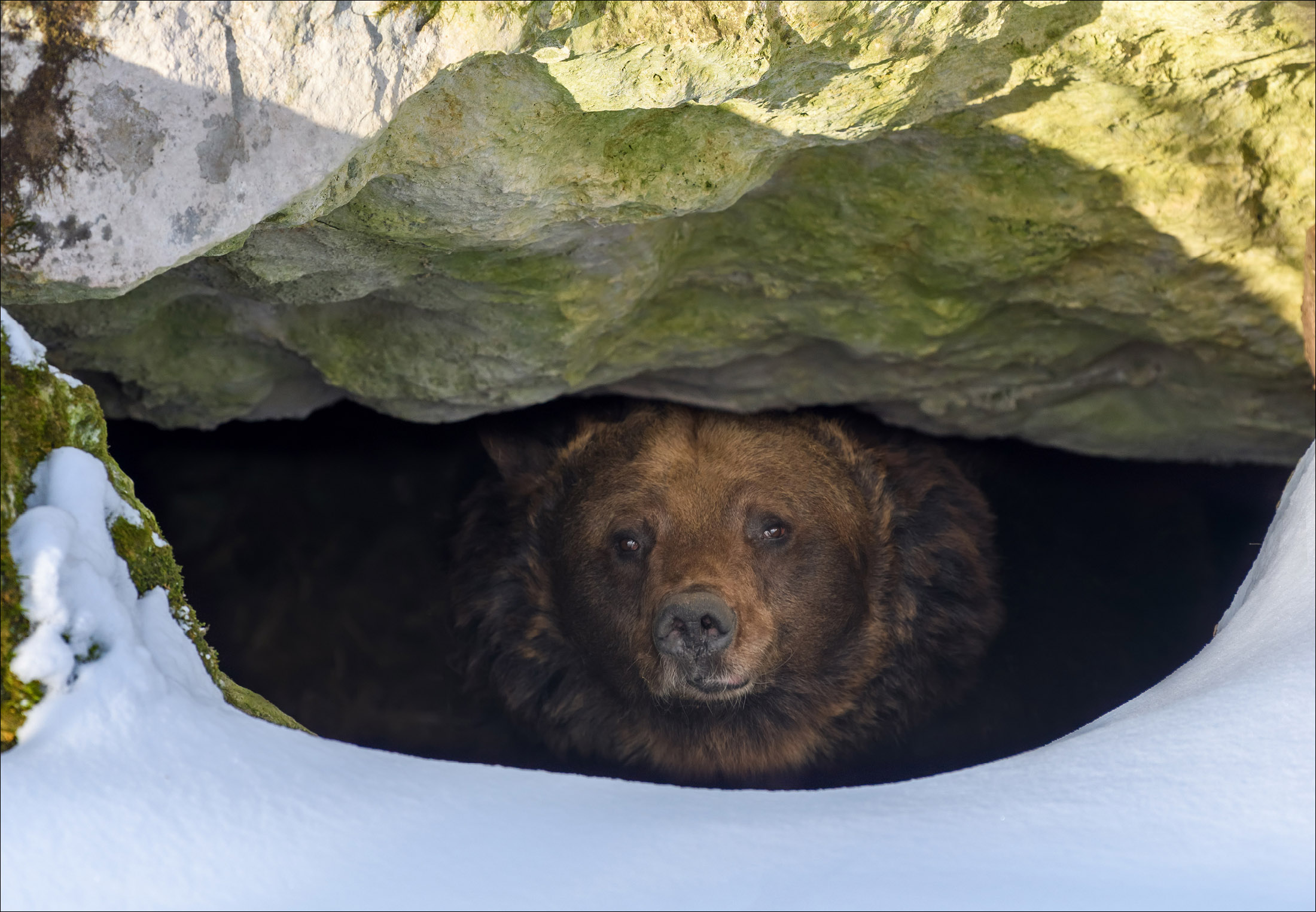 Wat als je een beer wakker maakt uit zijn winterslaap? | wibnet.nl