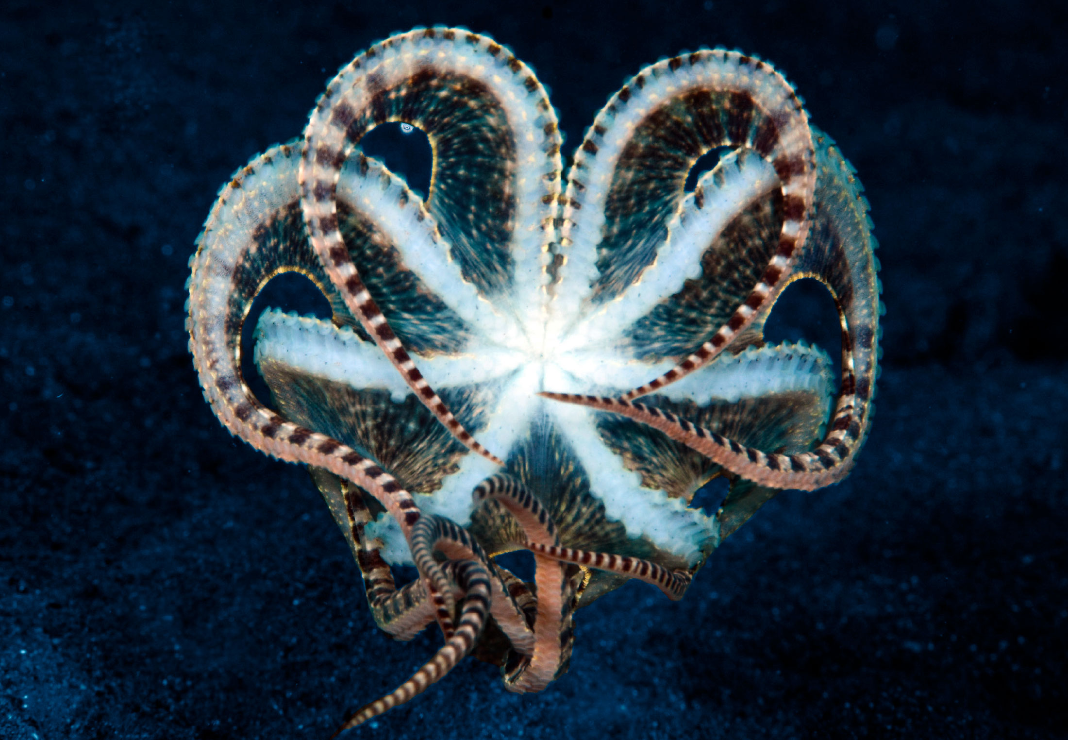 Octopus intelligence is much like ours: Ocean Einstein ...