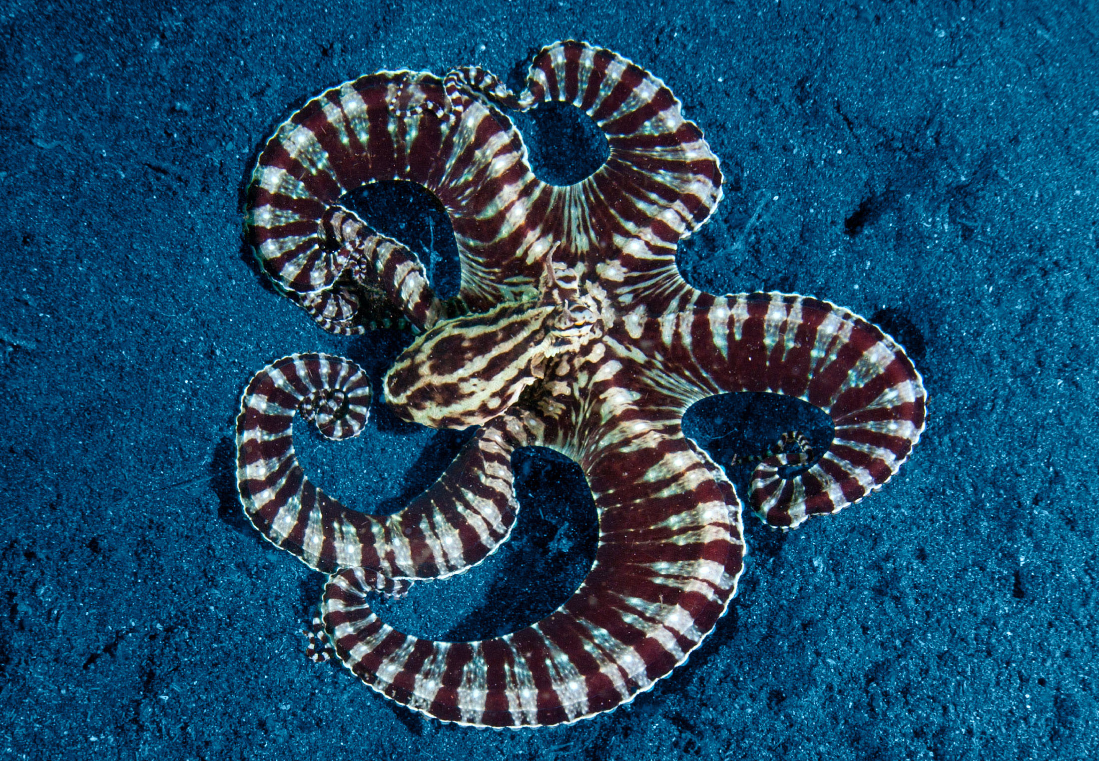 Octopus intelligence is much like ours: Ocean Einstein ...