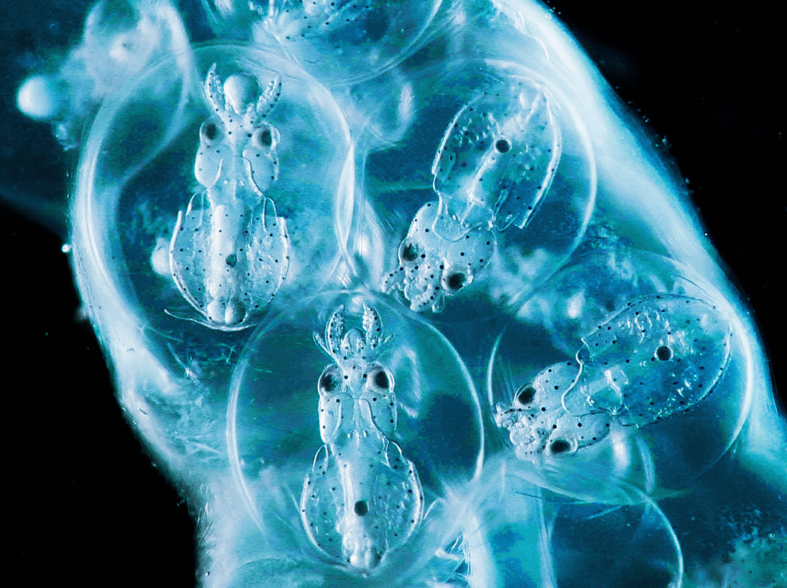 Octopus intelligence is much like ours: Ocean Einstein ...