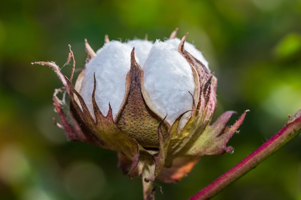 Bomull | Produksjon, historie og bruk | illvit.no