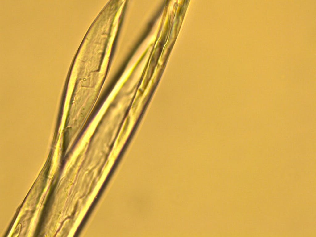 Bomull | Produktion, Historia & Användning | illvet.se