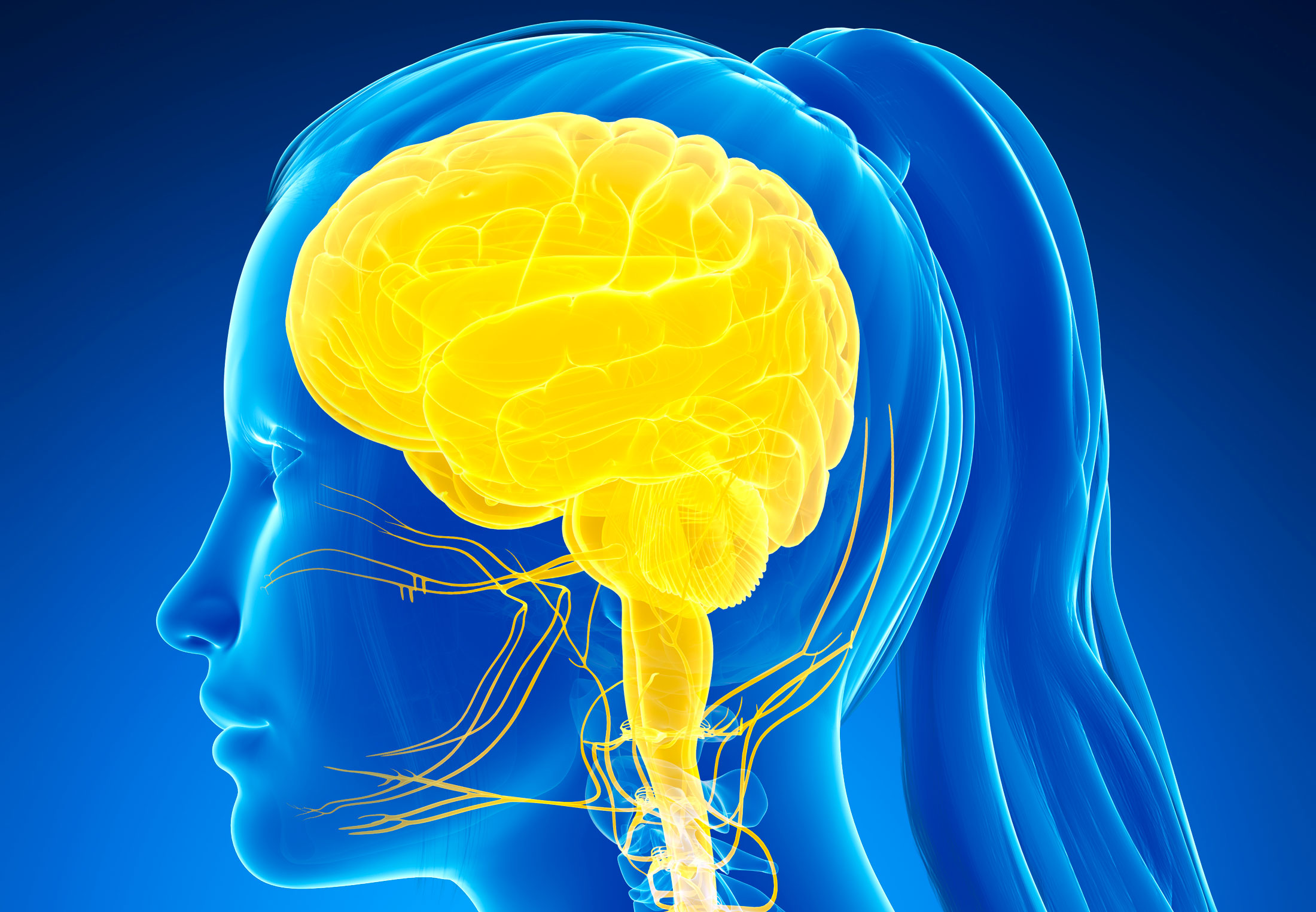 Forskning viser at det er klare kognitive forskjeller mellom menns og kvinners hjerner | illvit.no