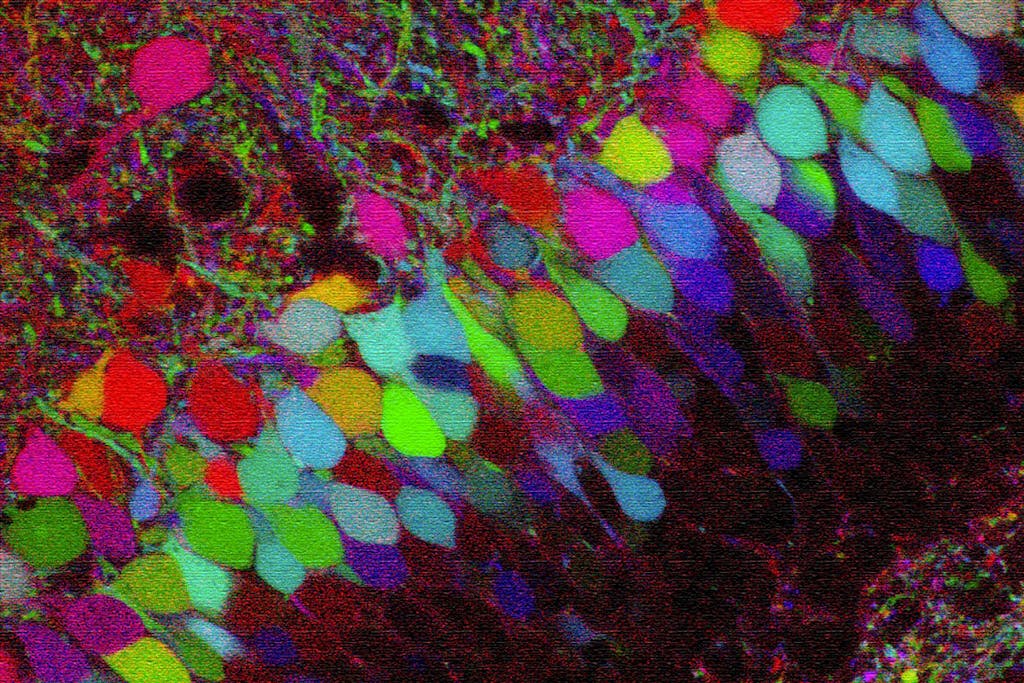 Nu vill forskare göra en kopia av hjärnan | illvet.se