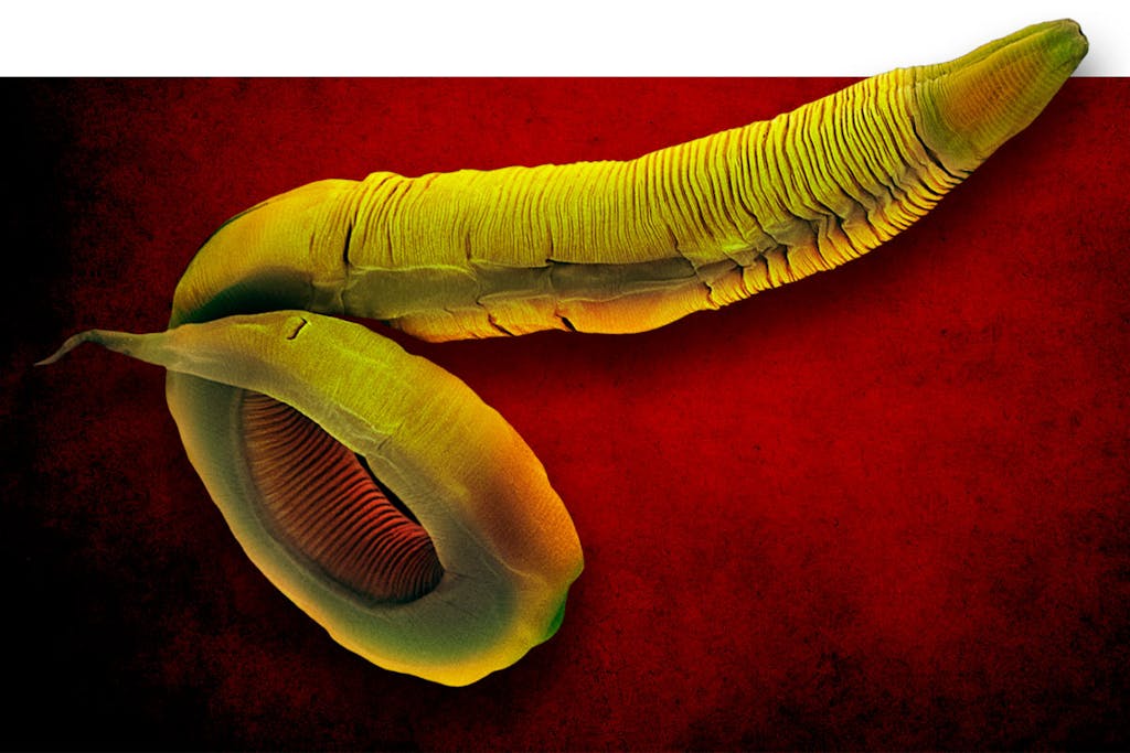 Wetenschappers willen een kopie van de hersenen maken | wibnet.nl