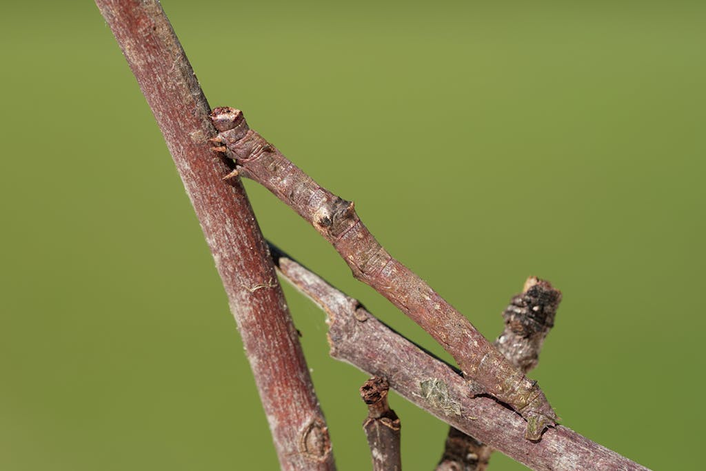Insects invented nature's best tricks | scienceillustrated.com
