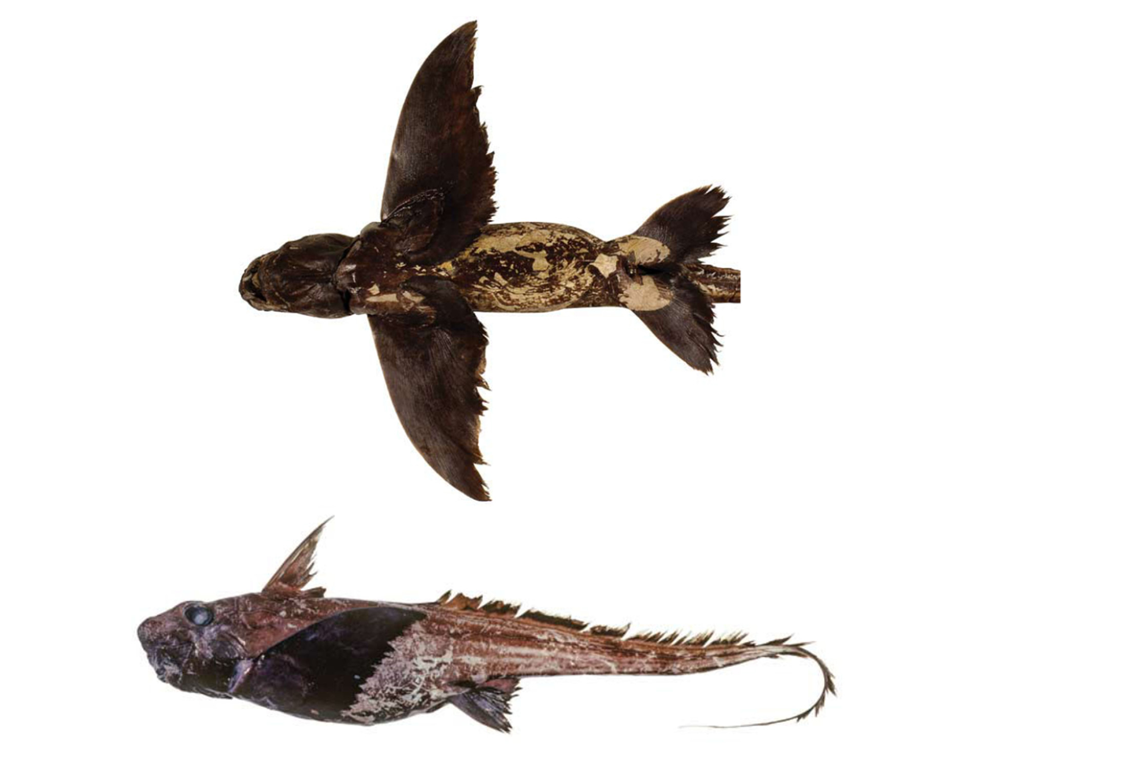 Merkwaardige spookhaai ontdekt bij Thailand | wibnet.nl