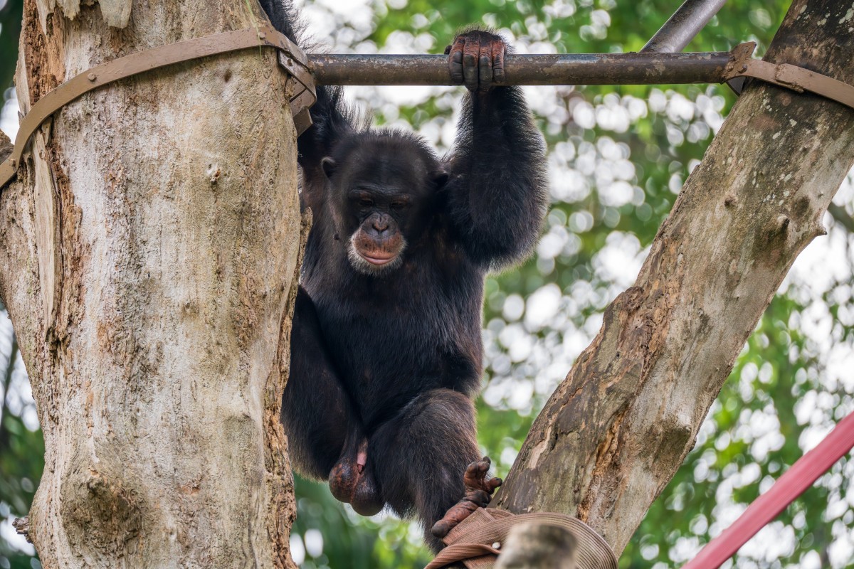 Dieren met ongelooflijke geslachtsorganen | wibnet.nl