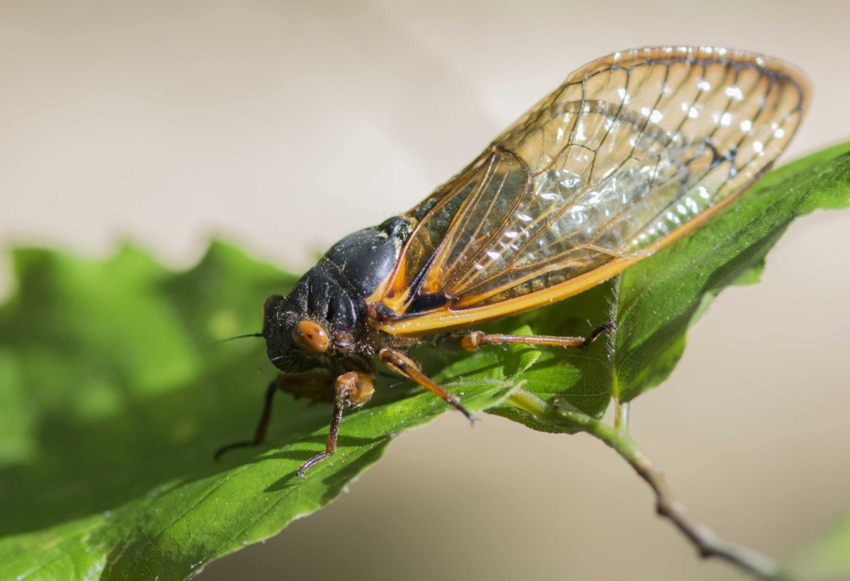 Insecten | Wat zijn insecten? En wat eten ze? | wibnet.nl