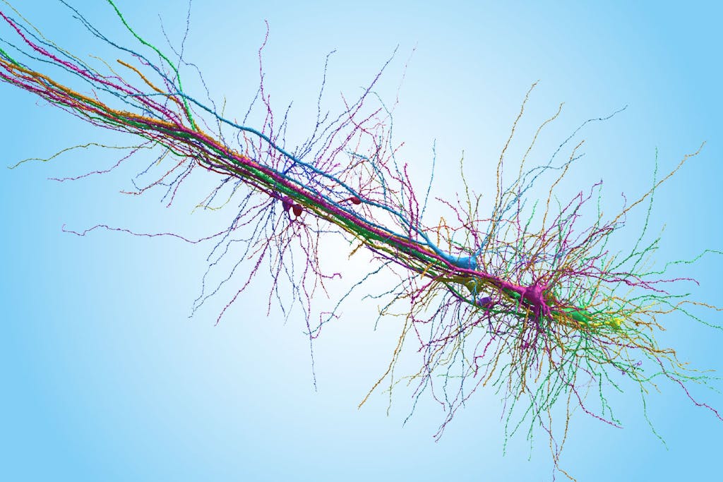 Nu vil forskere lave en kopi af hjernen | illvid.dk