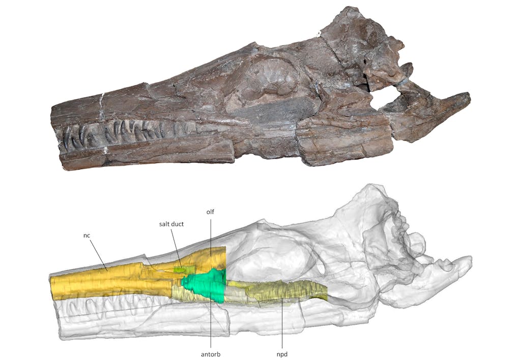 Havskrokodil från kritperioden var skicklig jägare | illvet.se