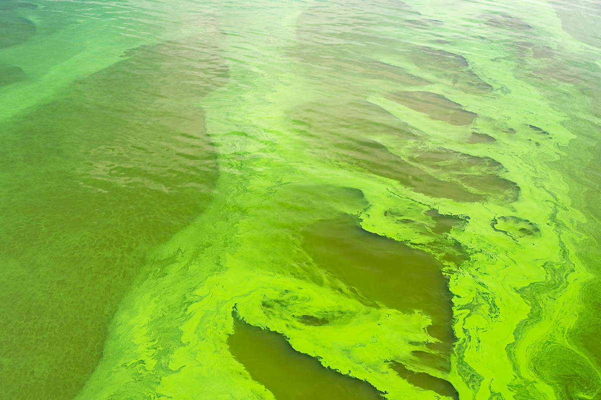 The 400-million-year-old Prototaxites fossil may have belonged to a new ...