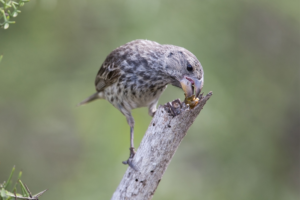 Charles Darwin fik styr på naturens orden | wibnet.nl