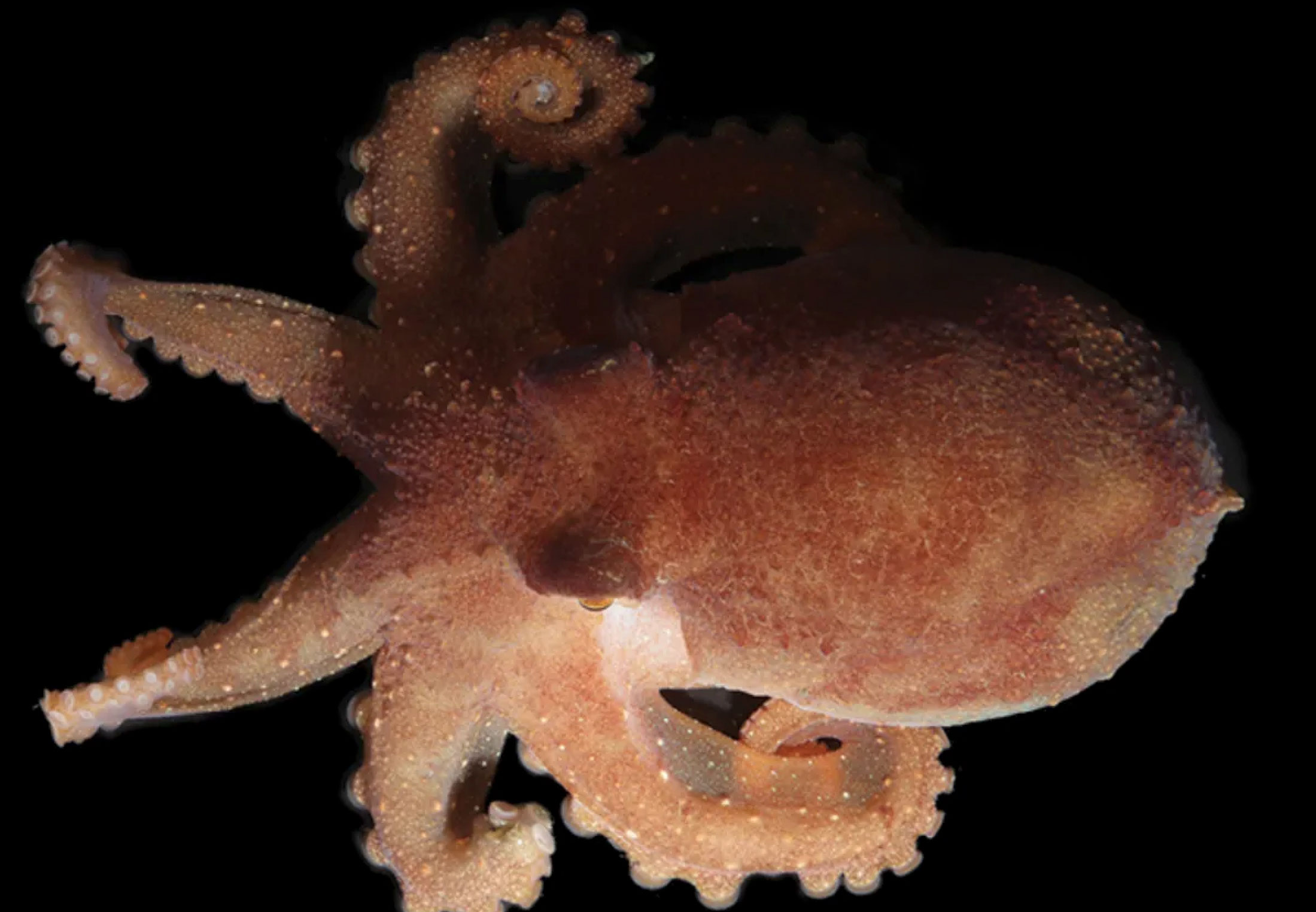 Wild octopuses and scary crabs: 58 new animal species discovered in the ...