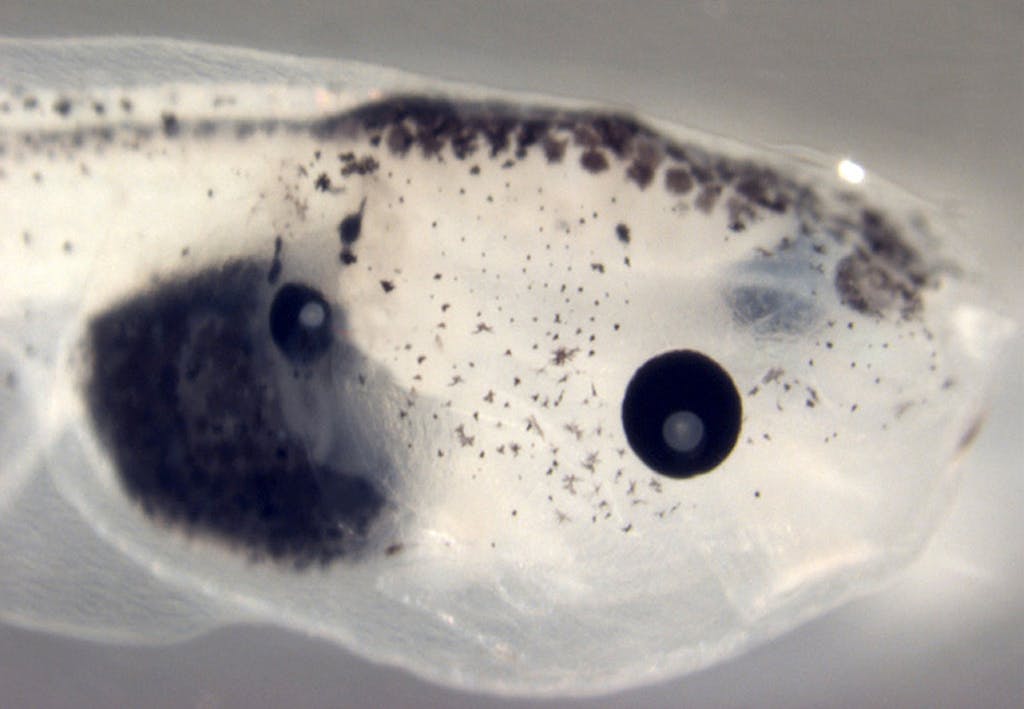 Din krop er helt elektrisk | illvid.dk