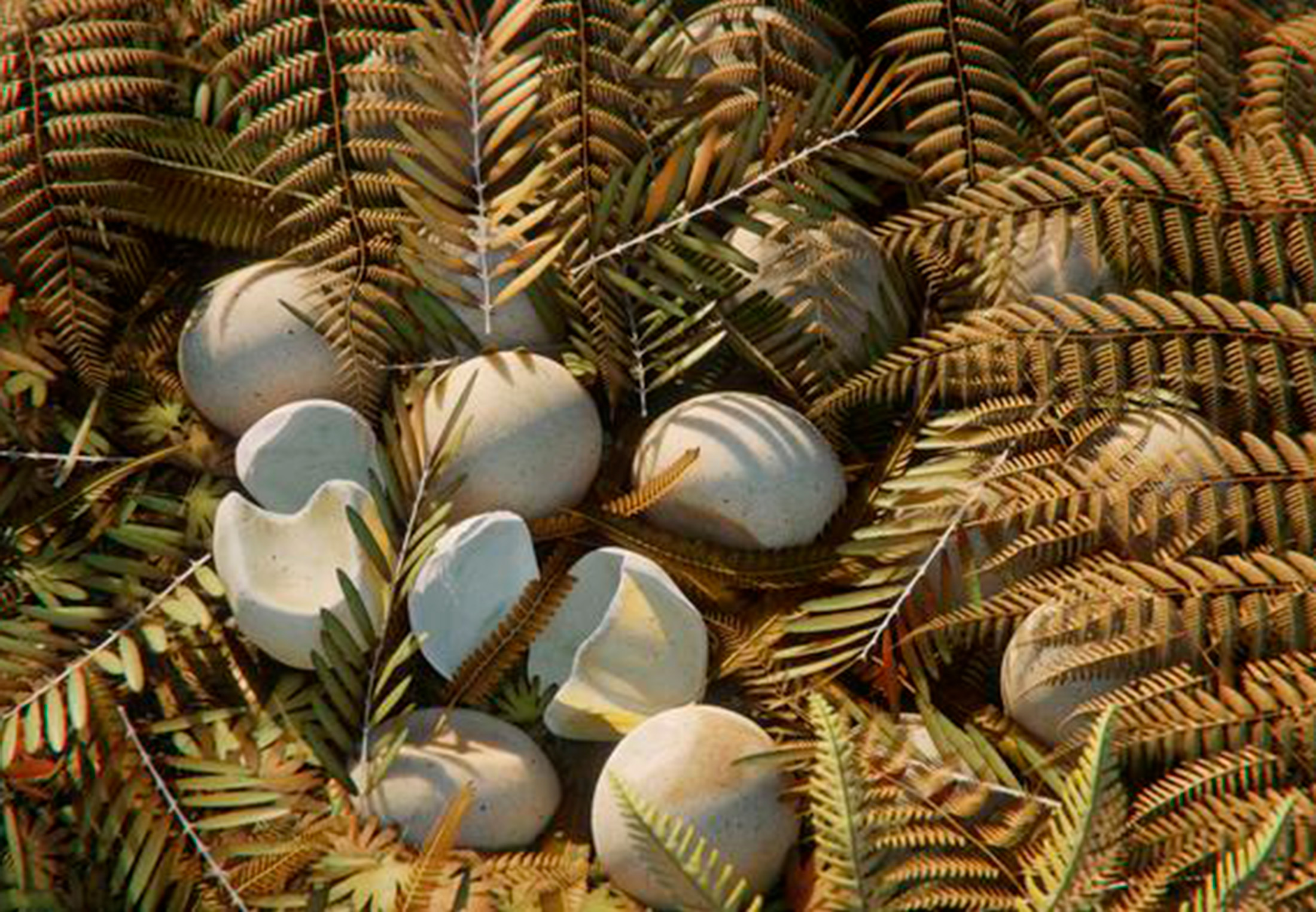 What the earliest dino eggs may have looked like | scienceillustrated.com