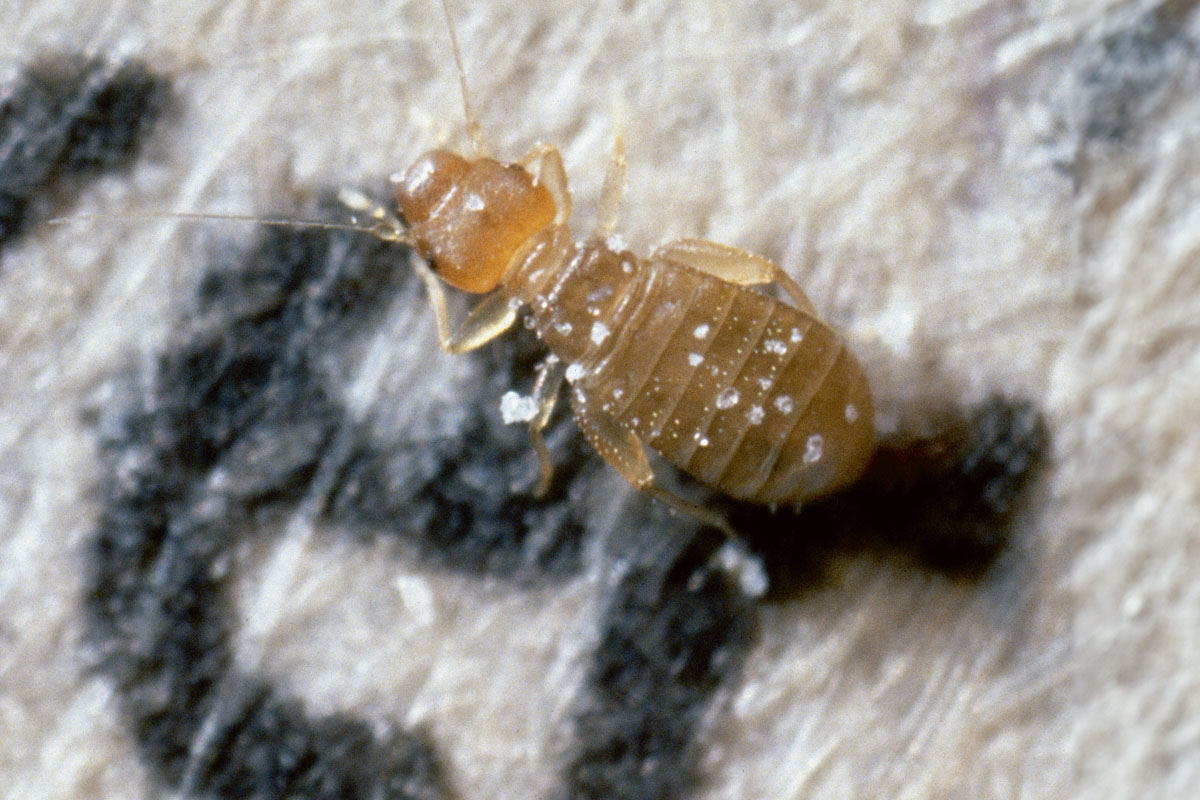 Je huis krioelt van de beestjes | wibnet.nl