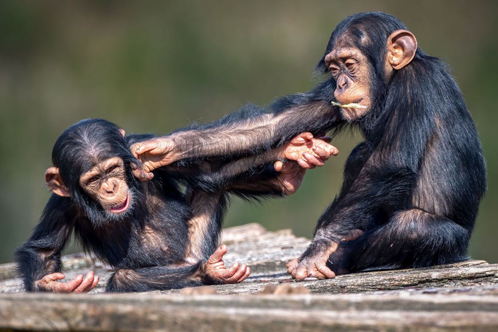 Du liknar en apa | illvet.se