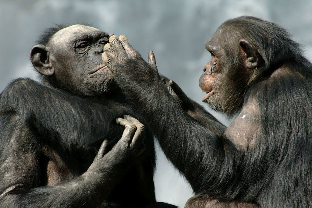 You resemble a monkey | scienceillustrated.com