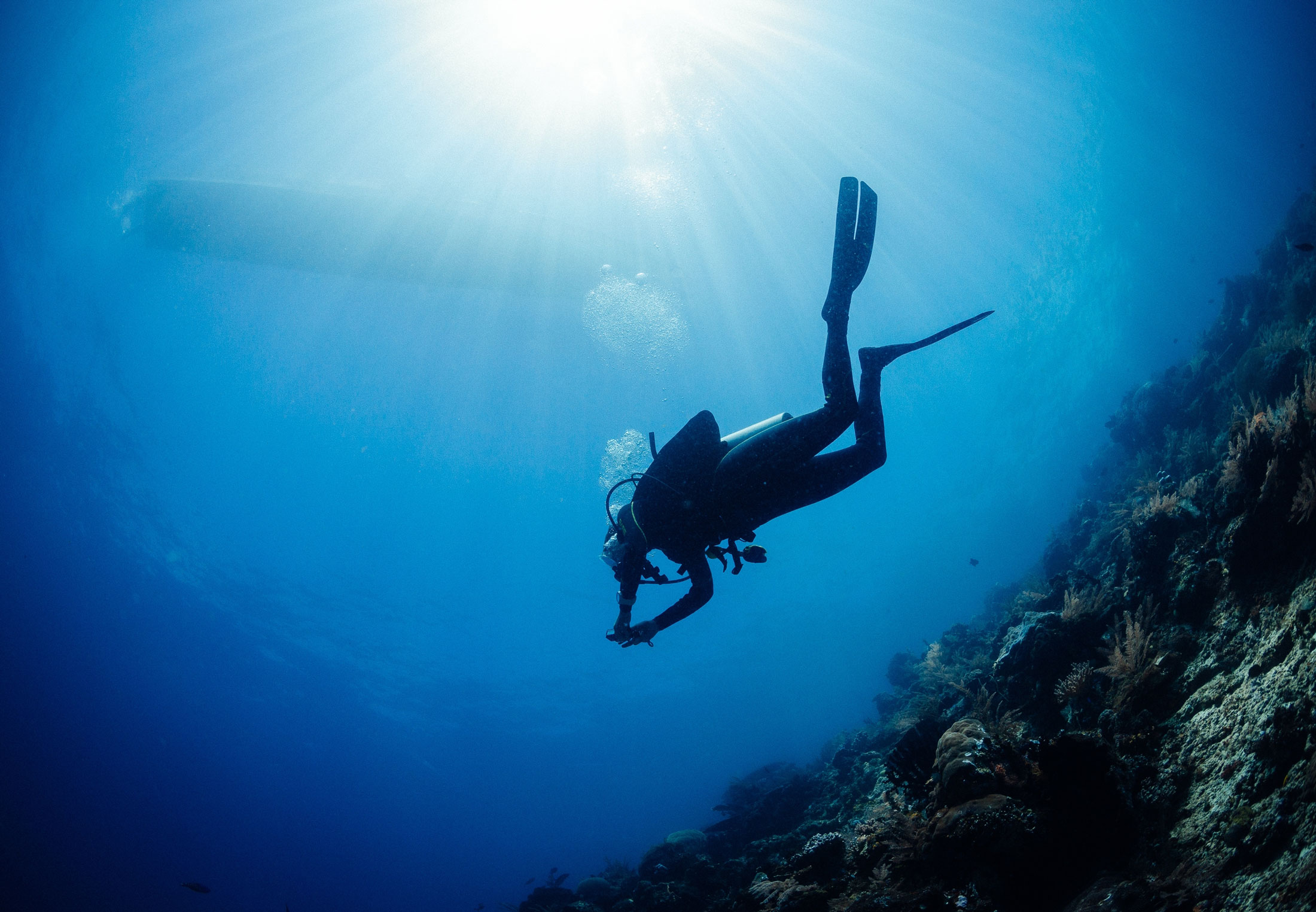 Tutkijat löysivät maailman suurimman korallin | tieku.fi