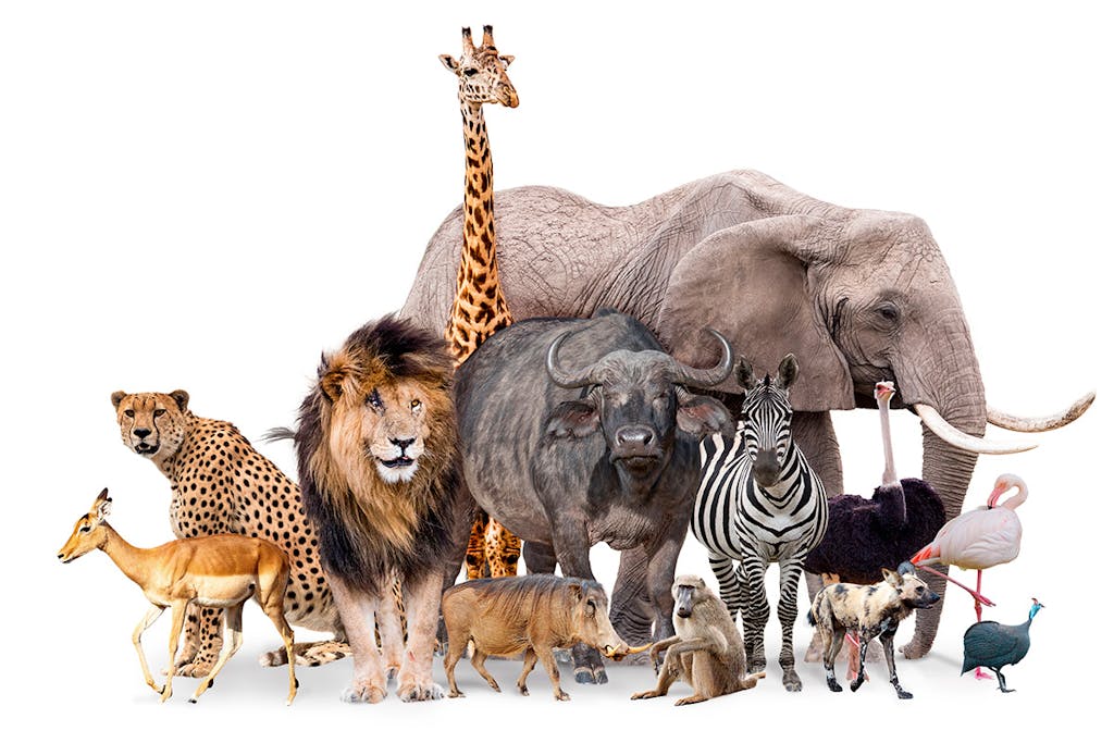 Hvordan opstod livet? | illvid.dk