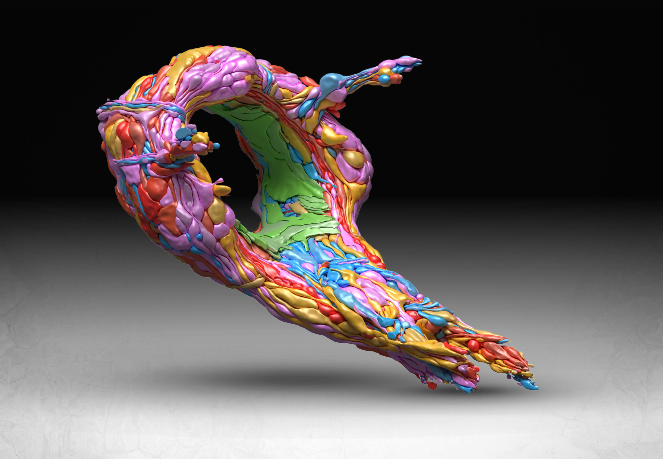 The 5 most extreme brains in the animal kingdom | scienceillustrated.com