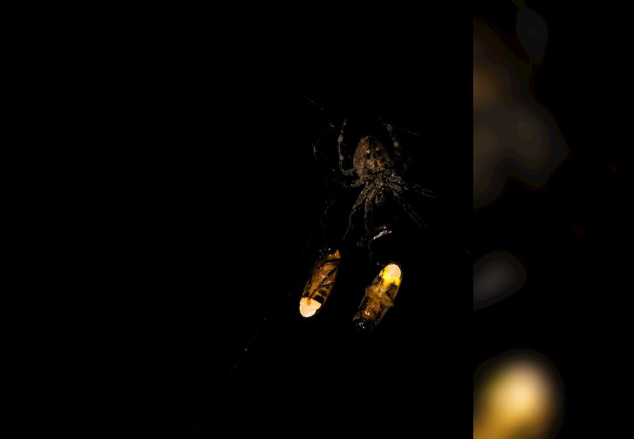 Edderkoppart har utviklet en makaber metode for å lokke til seg ...