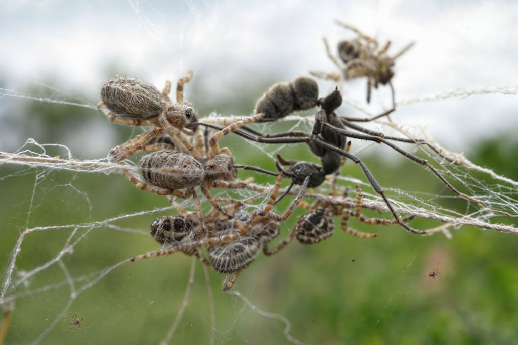 Edderkopper lægger planer for fremtiden | illvid.dk