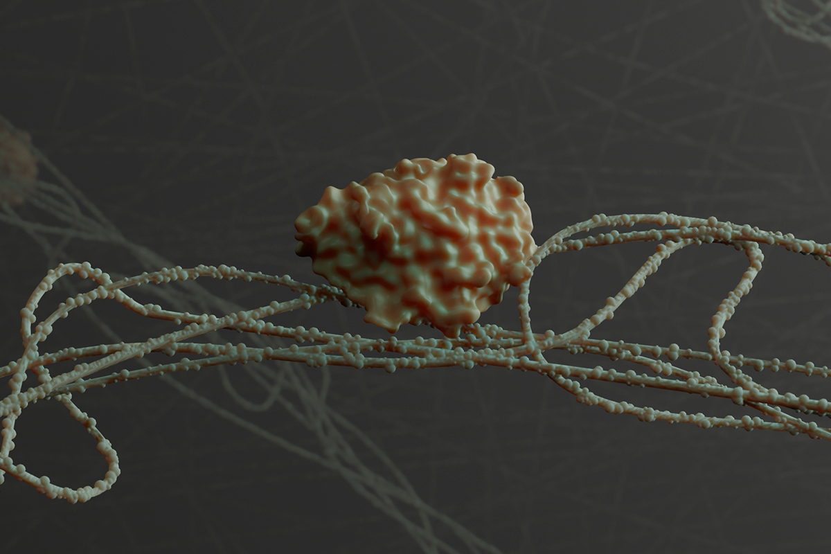 Paperitoukka: 6 asiaa, jotka pitää tietää sokeritoukan sukulaisesta ...