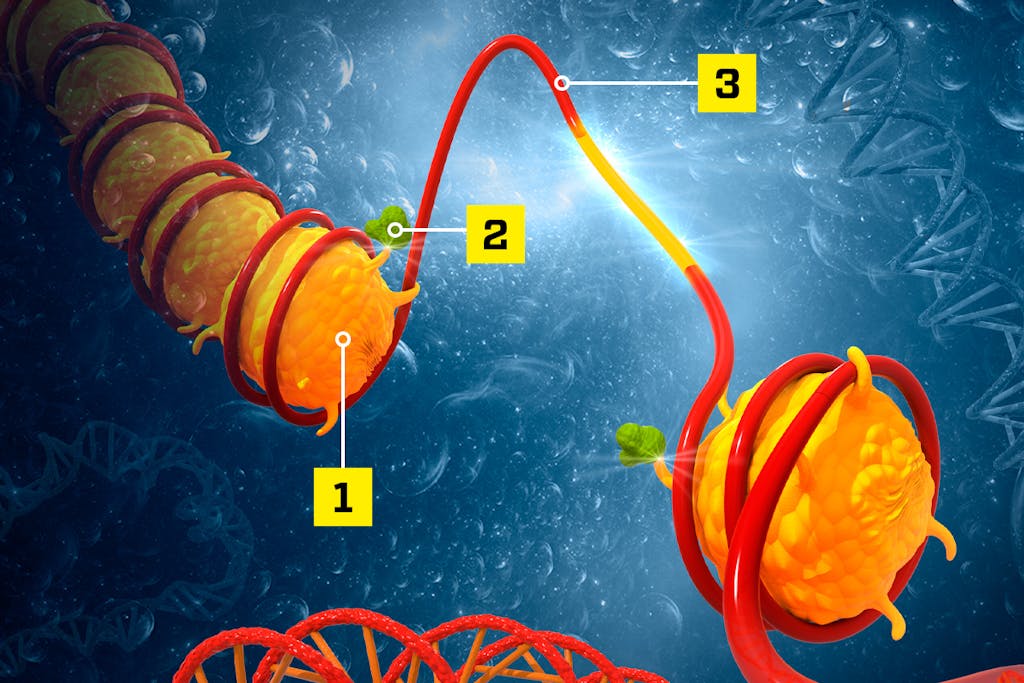 Epigenetikk: Livsstil setter varige spor i genene | illvit.no