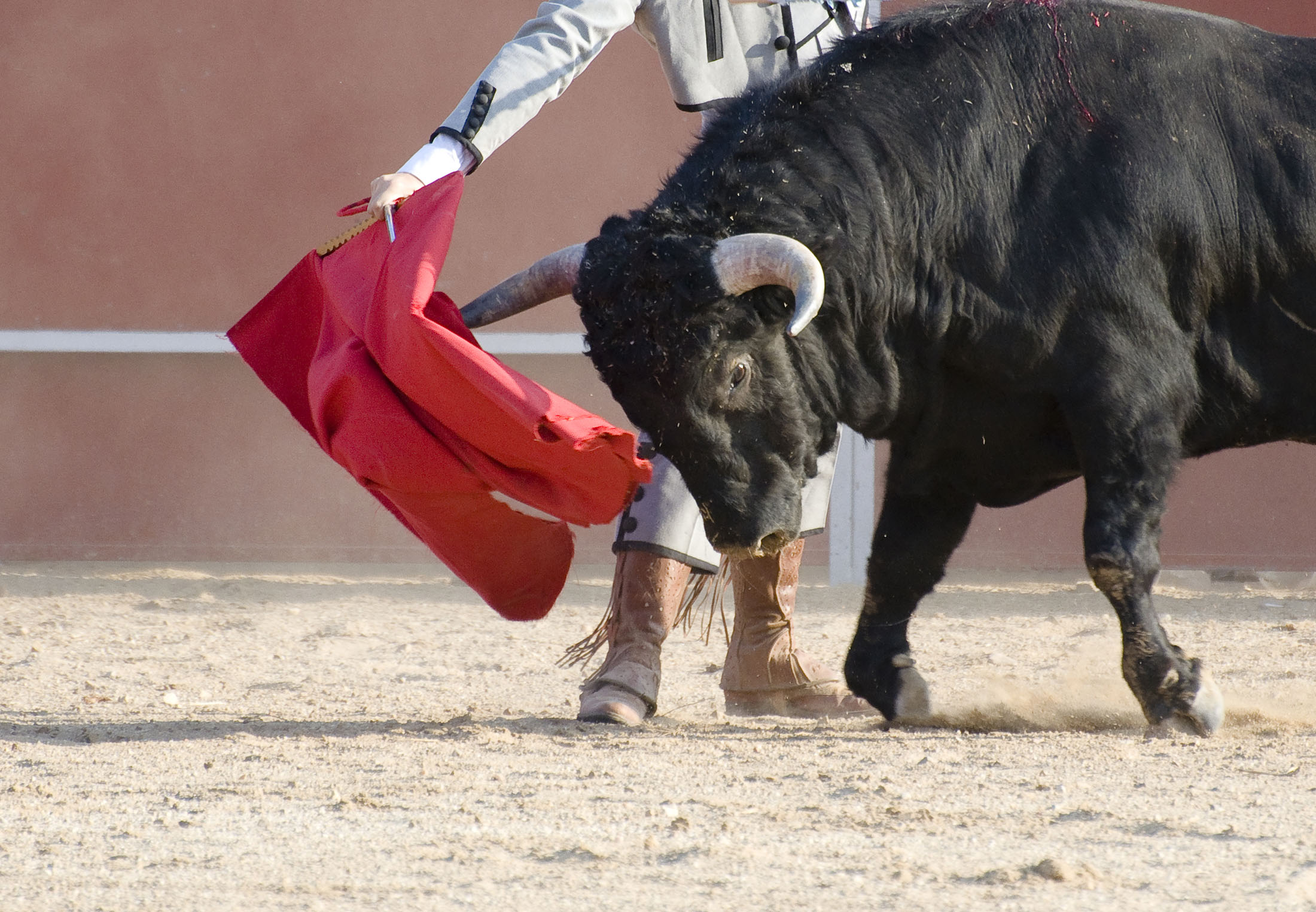 Får en rød klud virkelig tyren til at gå amok? | illvid.dk