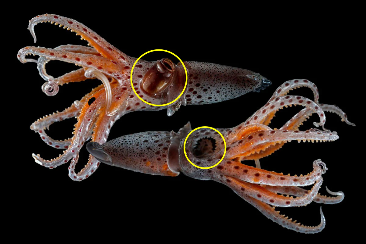 Check out the lopsided animals: five species have made asymmetry an ...