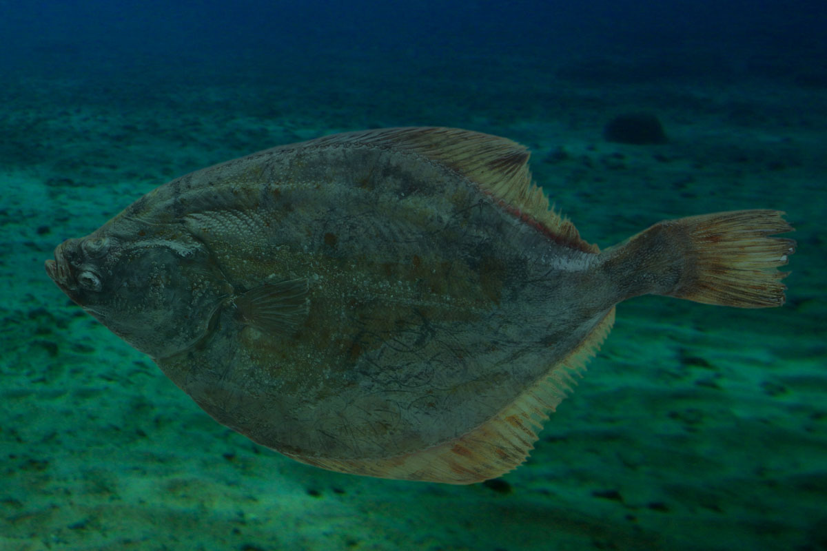 Check out the lopsided animals: five species have made asymmetry an ...