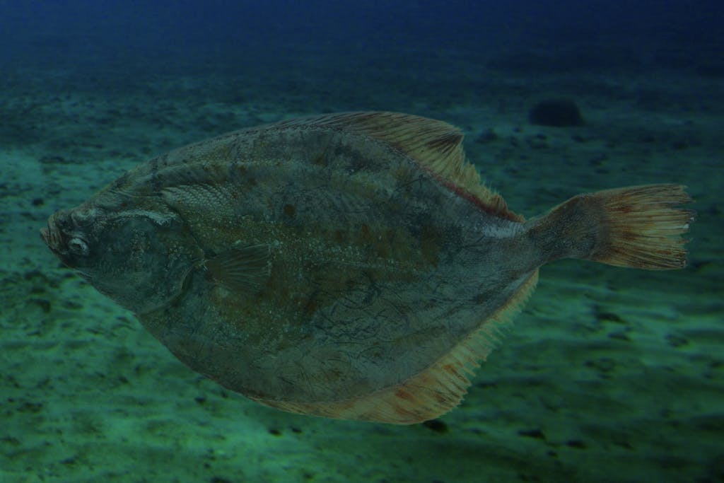 Five animals have made asymmetry an advantage | scienceillustrated.com