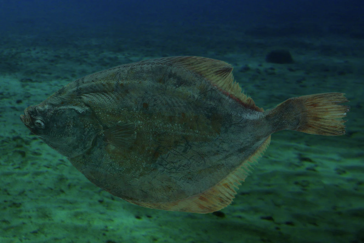 Check out the lopsided animals: five species have made asymmetry an ...
