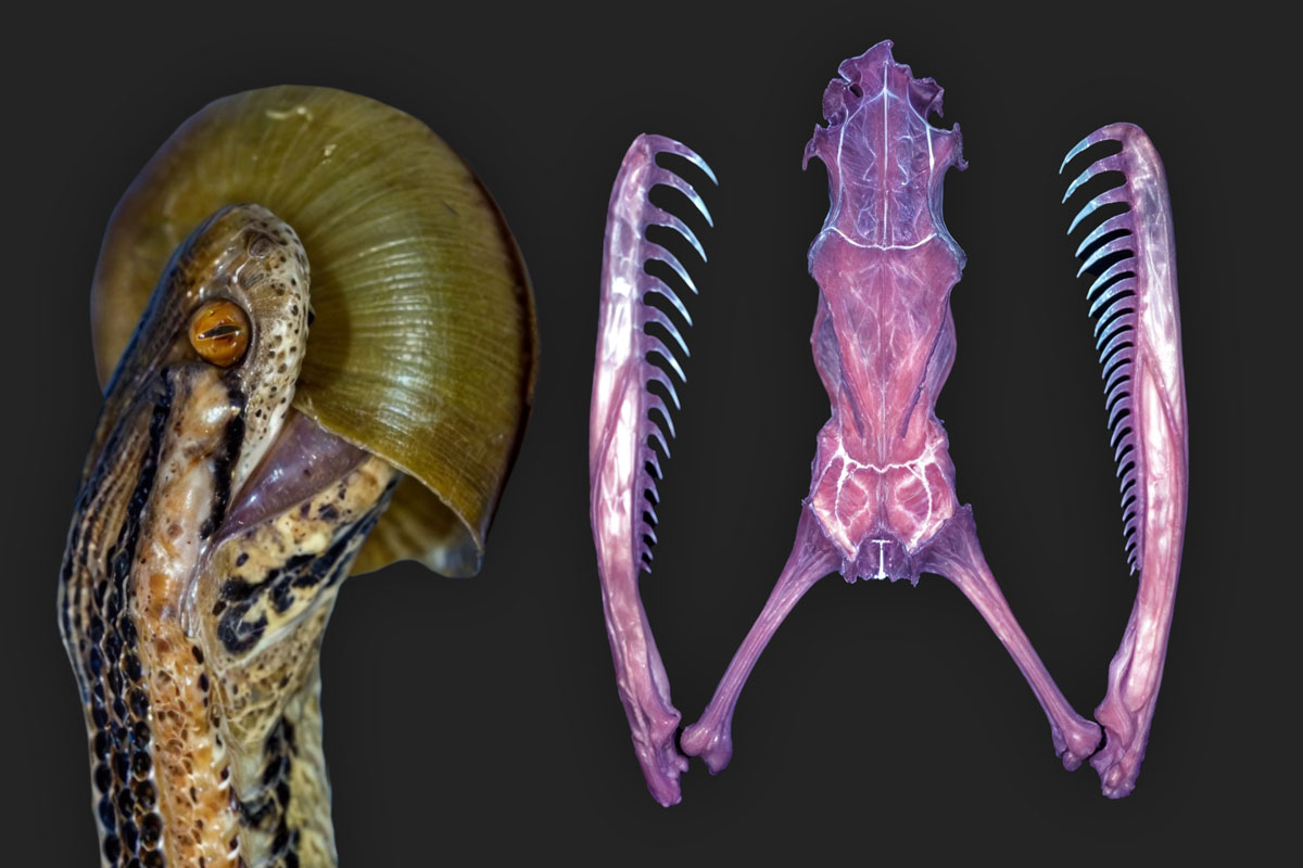 Check out the lopsided animals: five species have made asymmetry an ...