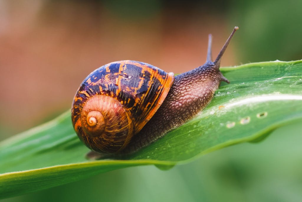 Five animals have made asymmetry an advantage | scienceillustrated.com