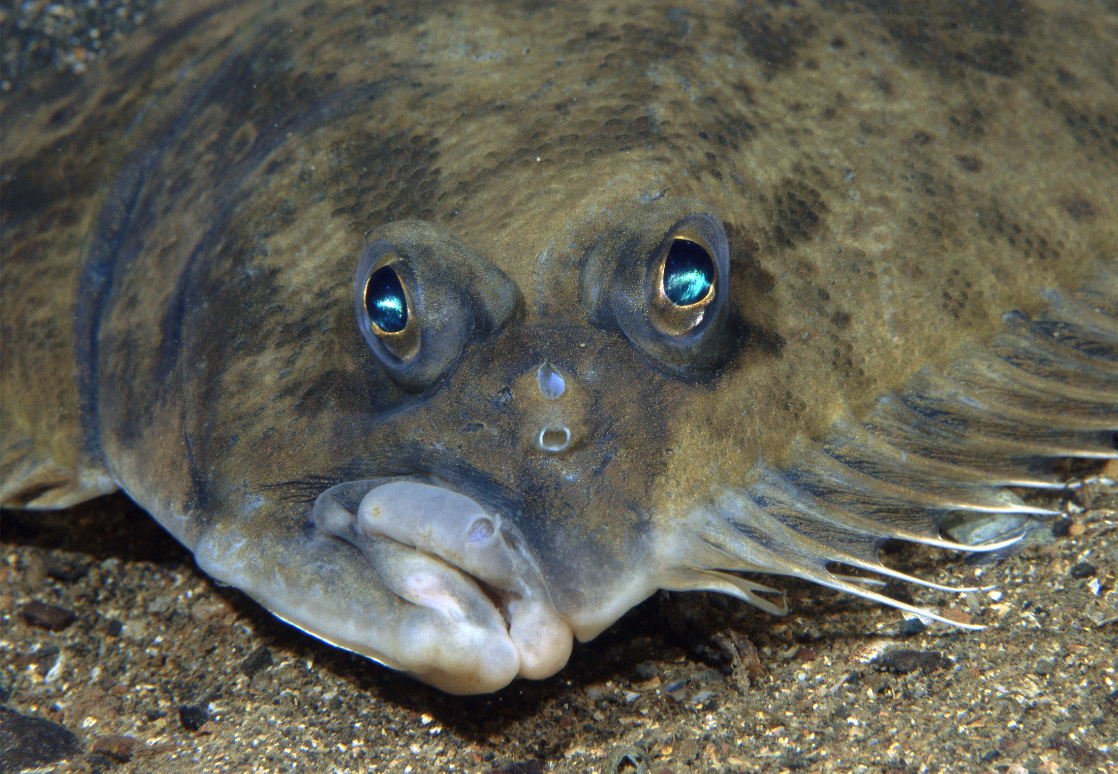 Good genes make you lopsided: love your asymmetry! | scienceillustrated.com