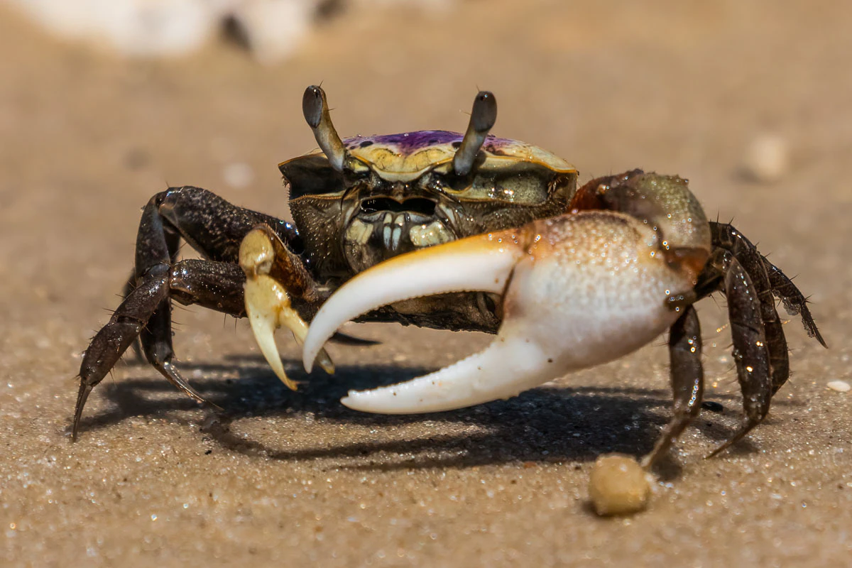 Check out the lopsided animals: five species have made asymmetry an ...