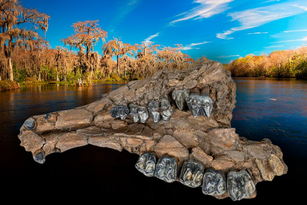 Nature | scienceillustrated.com