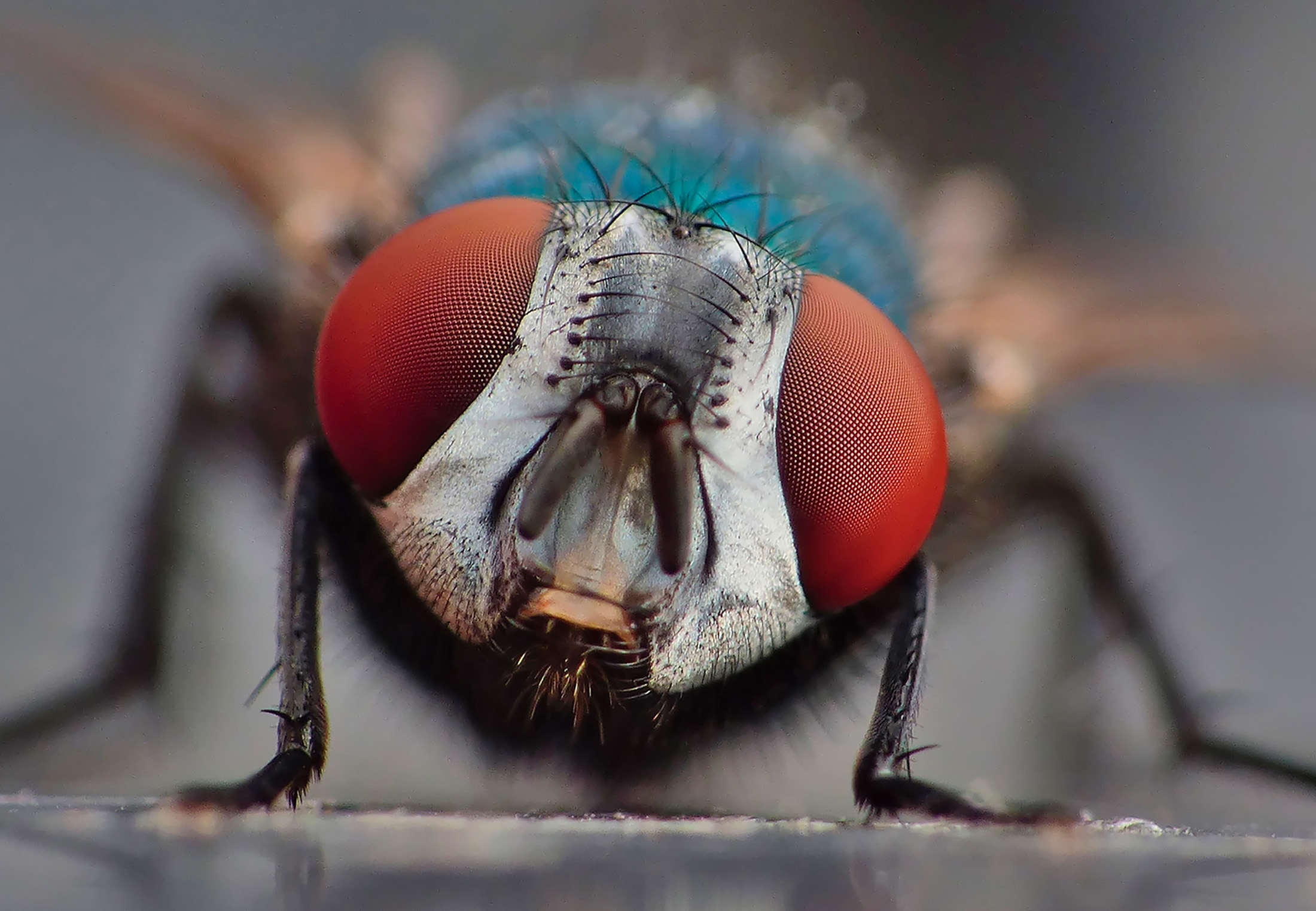 Fluen nyter varmen: Velkommen til planetens nye klimahelt | illvit.no