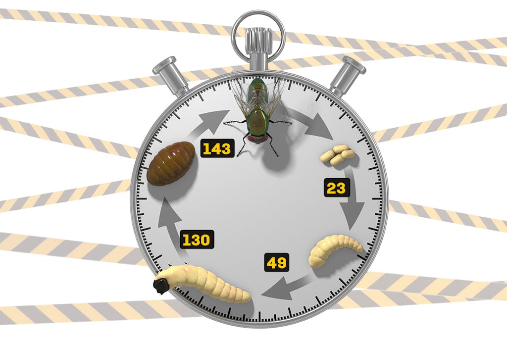Fluen er vår nye klimahelt | illvit.no