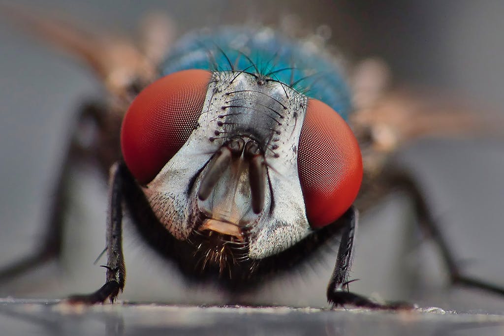 Världen vimlar av märkliga flugor | illvet.se