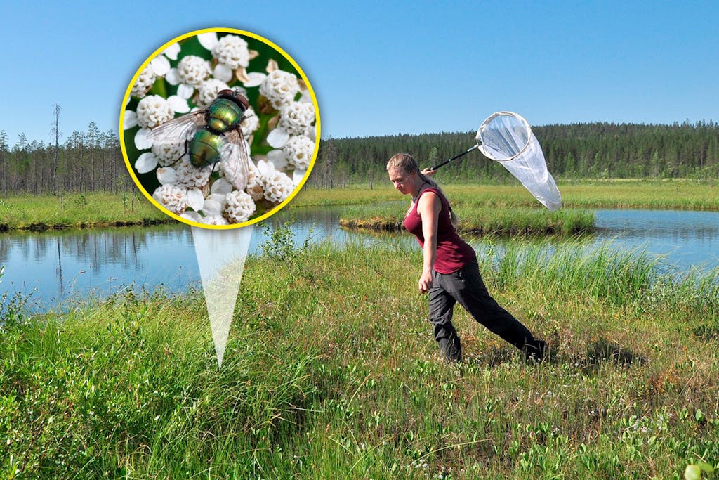 Fluen er vår nye klimahelt | illvit.no