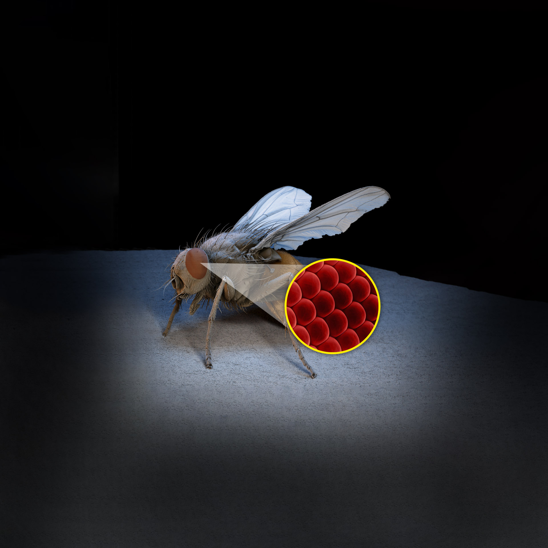 Fluen er vår nye klimahelt | illvit.no