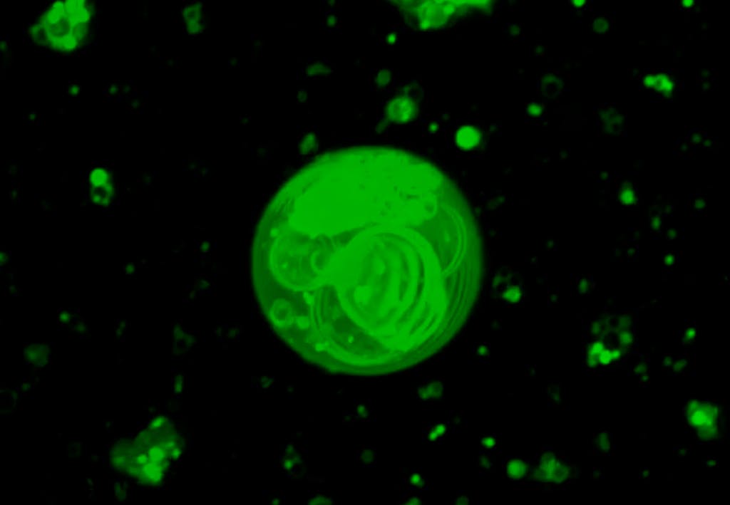 Nå vet vi kanskje hvordan de første cellene på jorden ble dannet ...