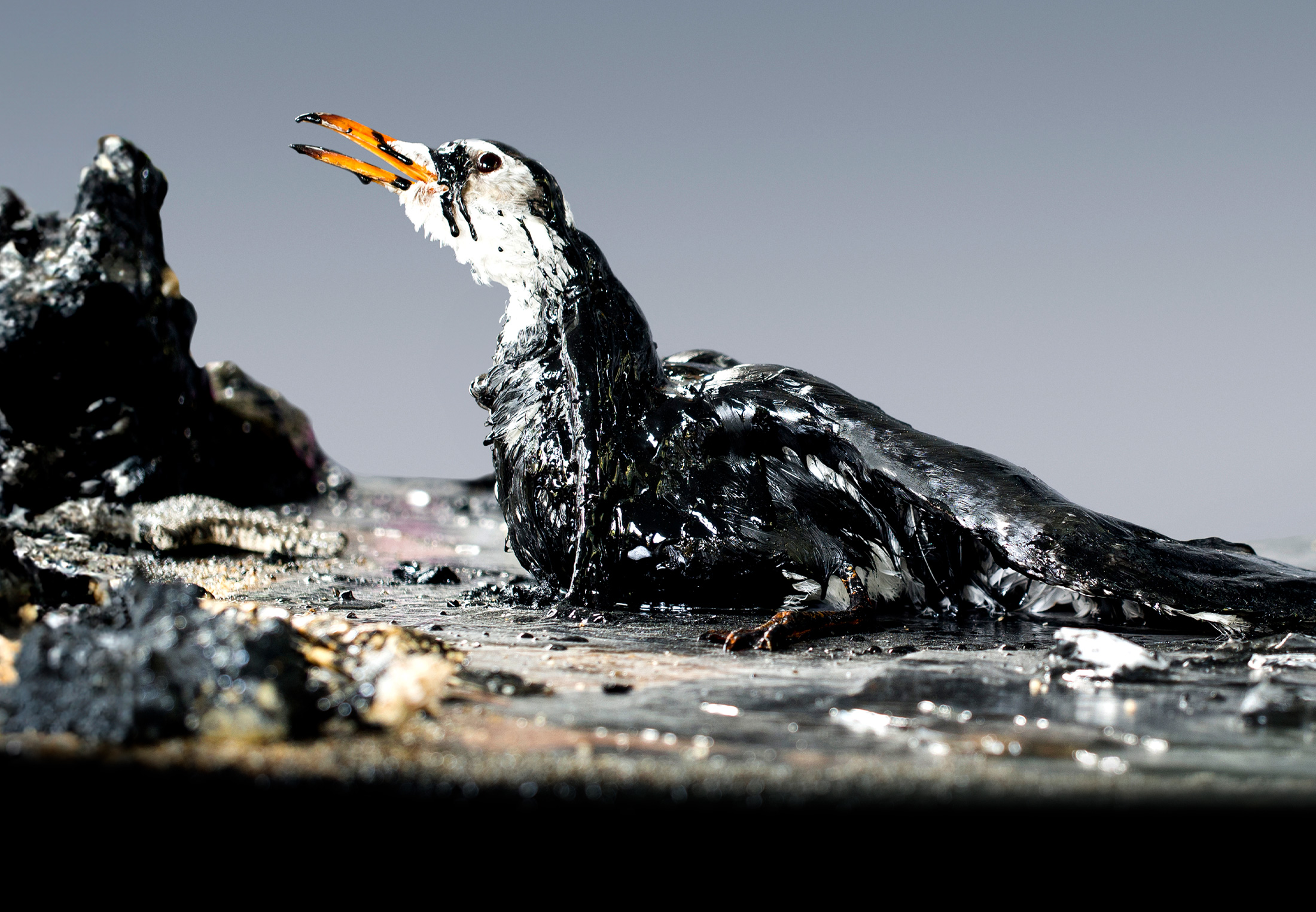 Her er historiens 5 værste oliekatastrofer | illvid.dk