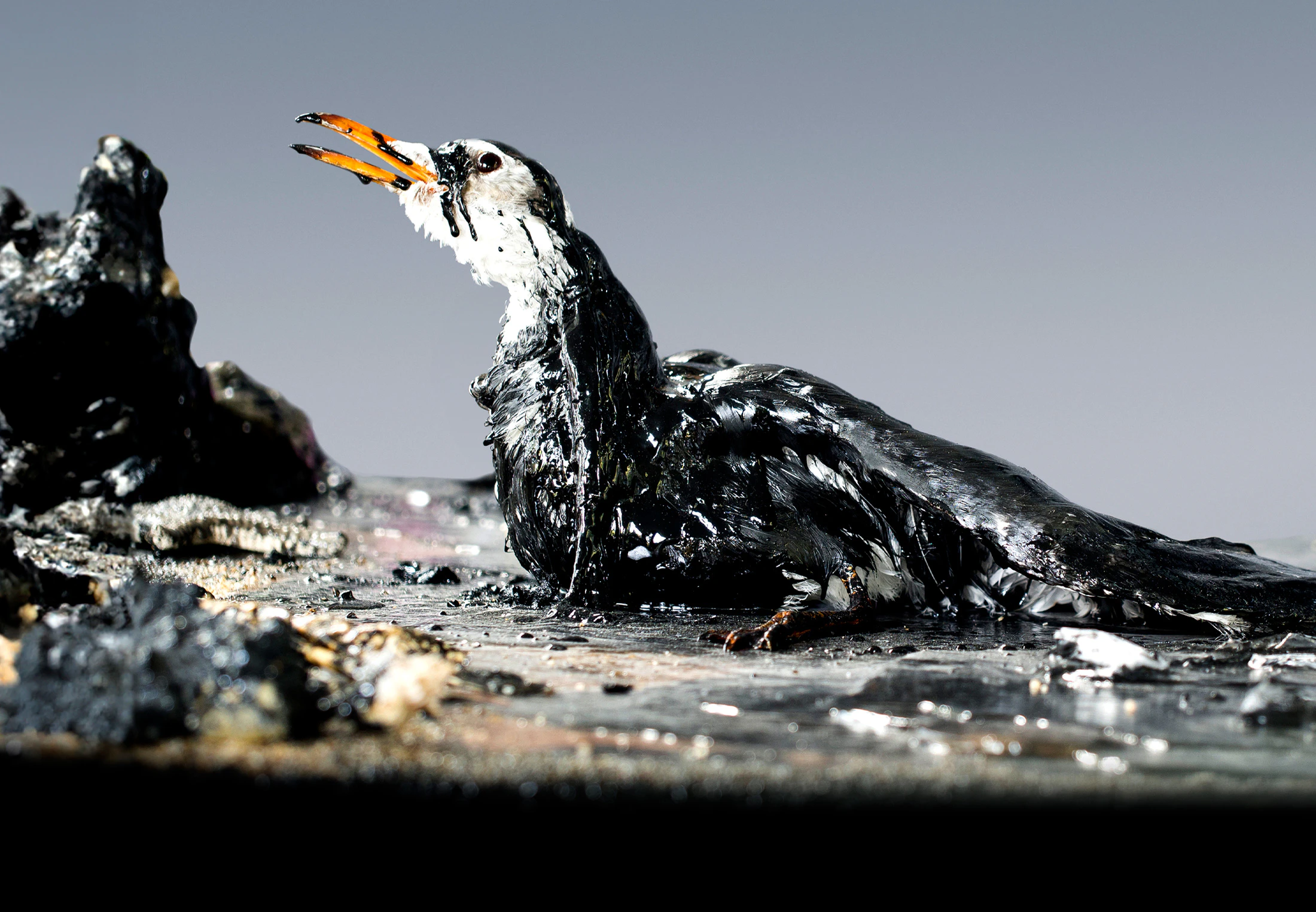 The 5 worst oil spills in history | scienceillustrated.com